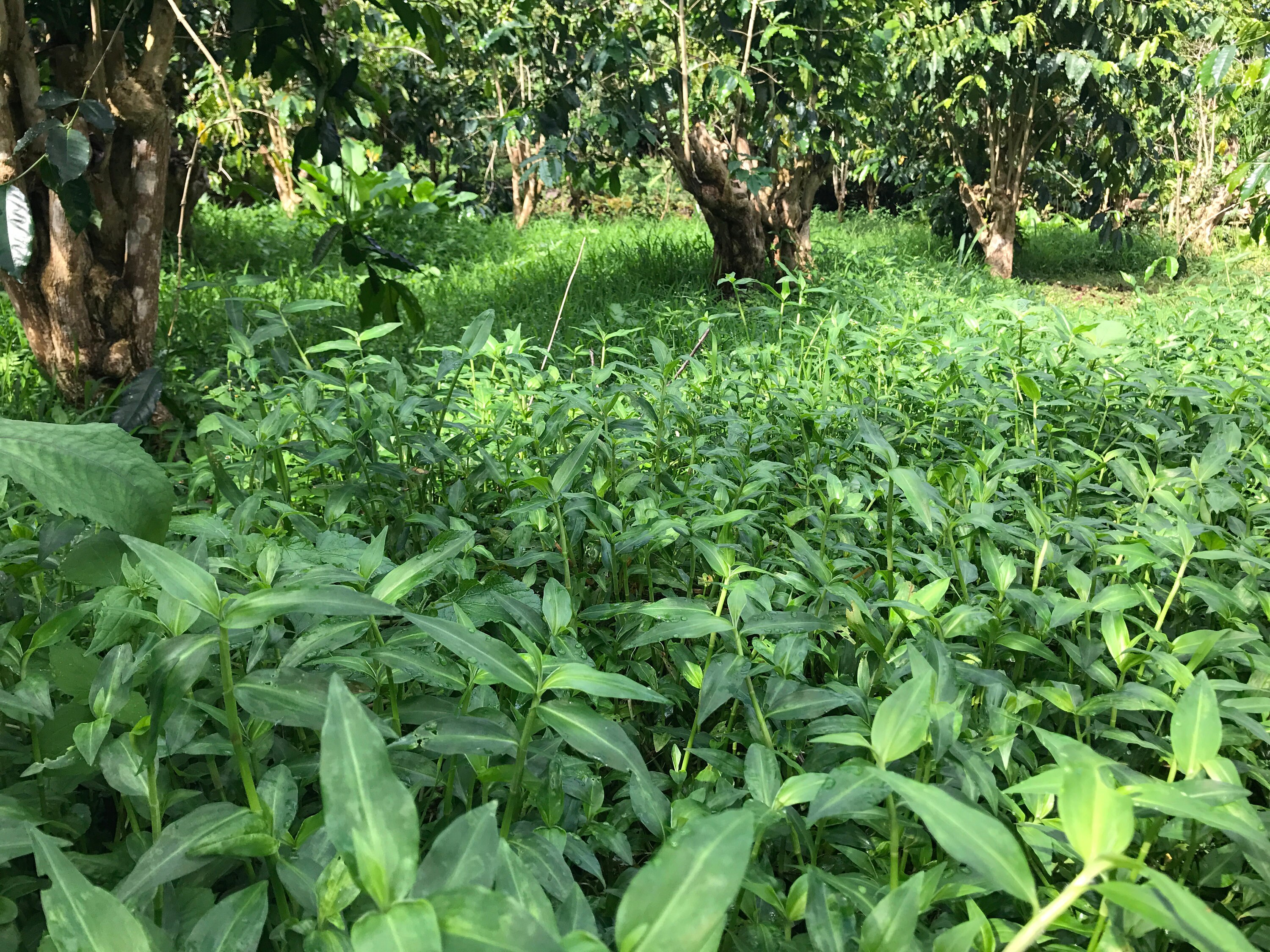 Kona Cinnamon Leaf Tea | Etsy