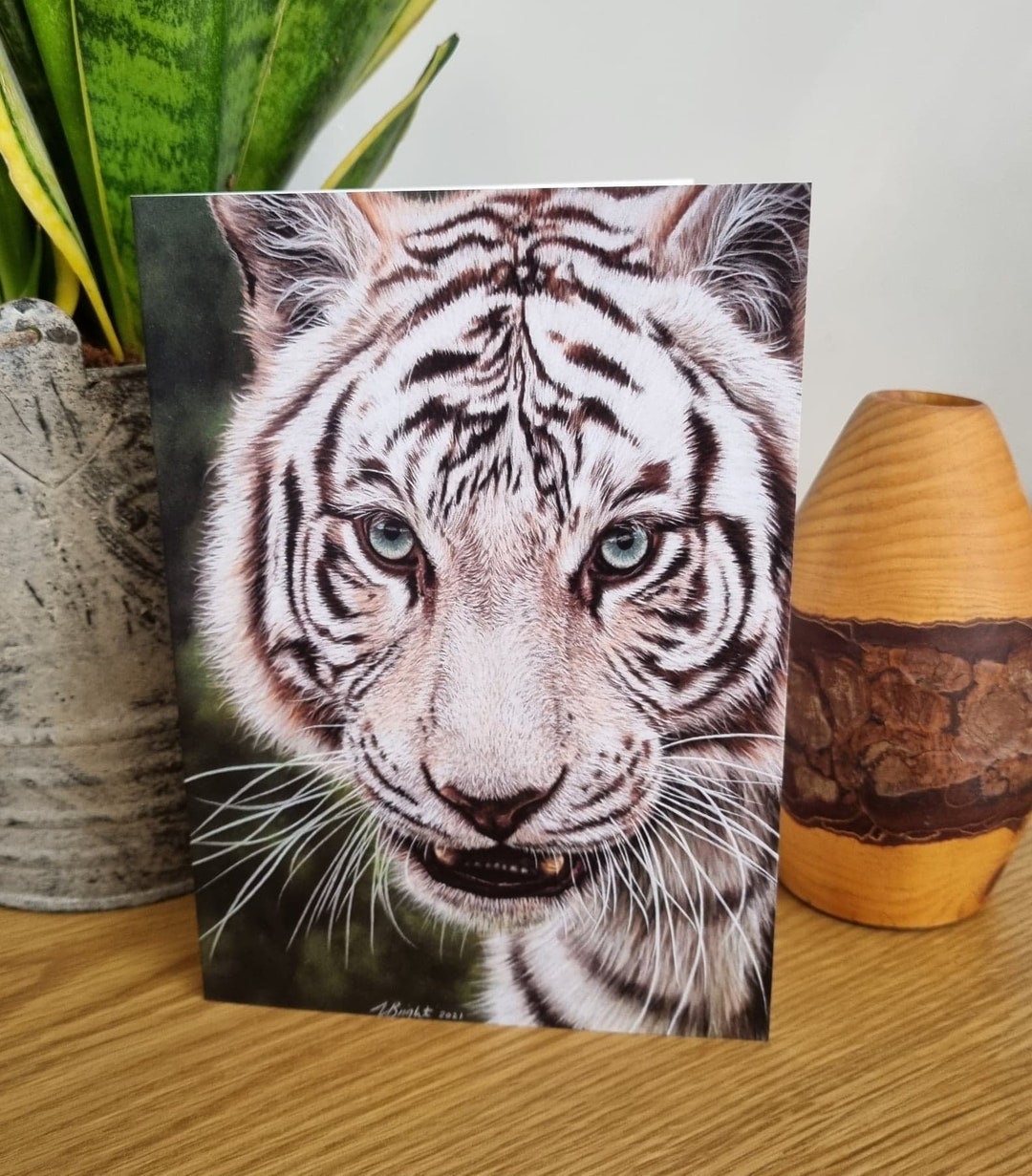 White Tiger Greetings Card (narnia of the Big Cat Sanctuary)- Available ...