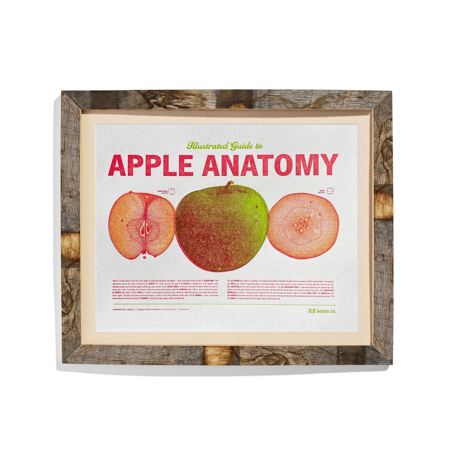 Illustrated Anatomy of the Apple • apples Gifts • Orchard Art - Etsy
