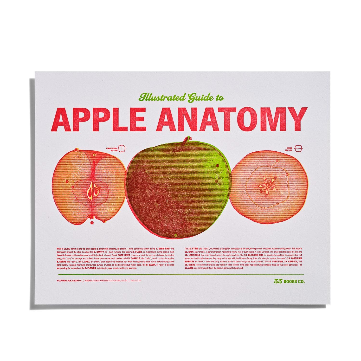 Illustrated Anatomy of the Apple • apples Gifts • Orchard Art - Etsy