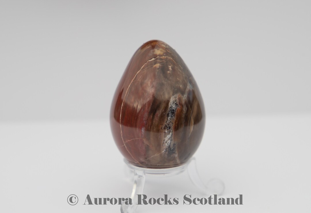Petrified Wood Egg - Crystal Mineral Specimen - Etsy