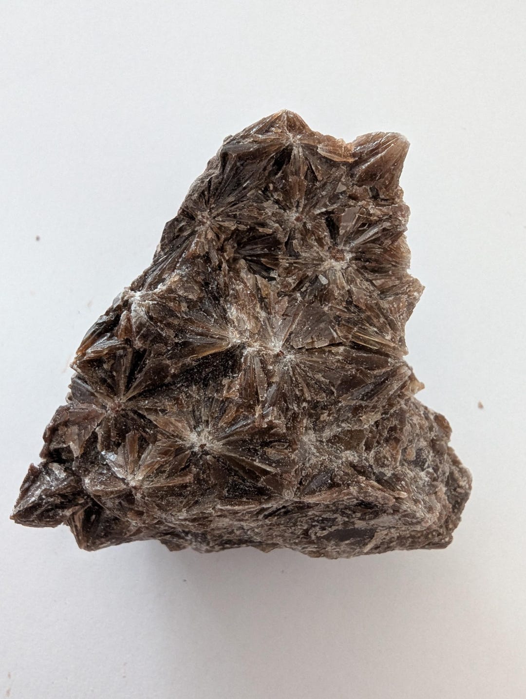 Daisy Bed Gypsum Specimen - Crystal Mineral Specimen - Etsy