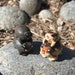 Handmade Polymer Clay Angry Screaming Black Desert Rain Frogs Figurine ...