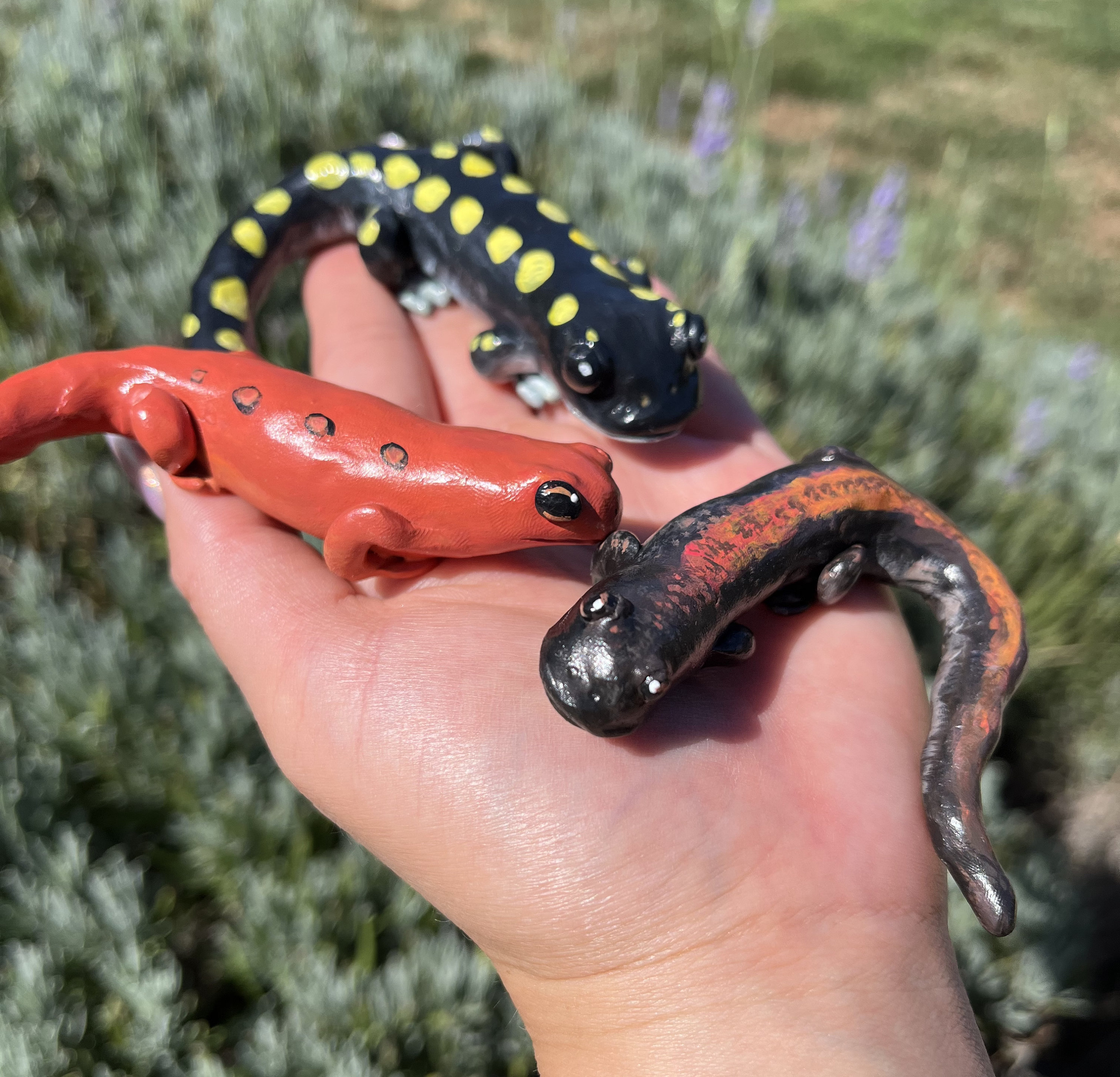 Red Black Salamander