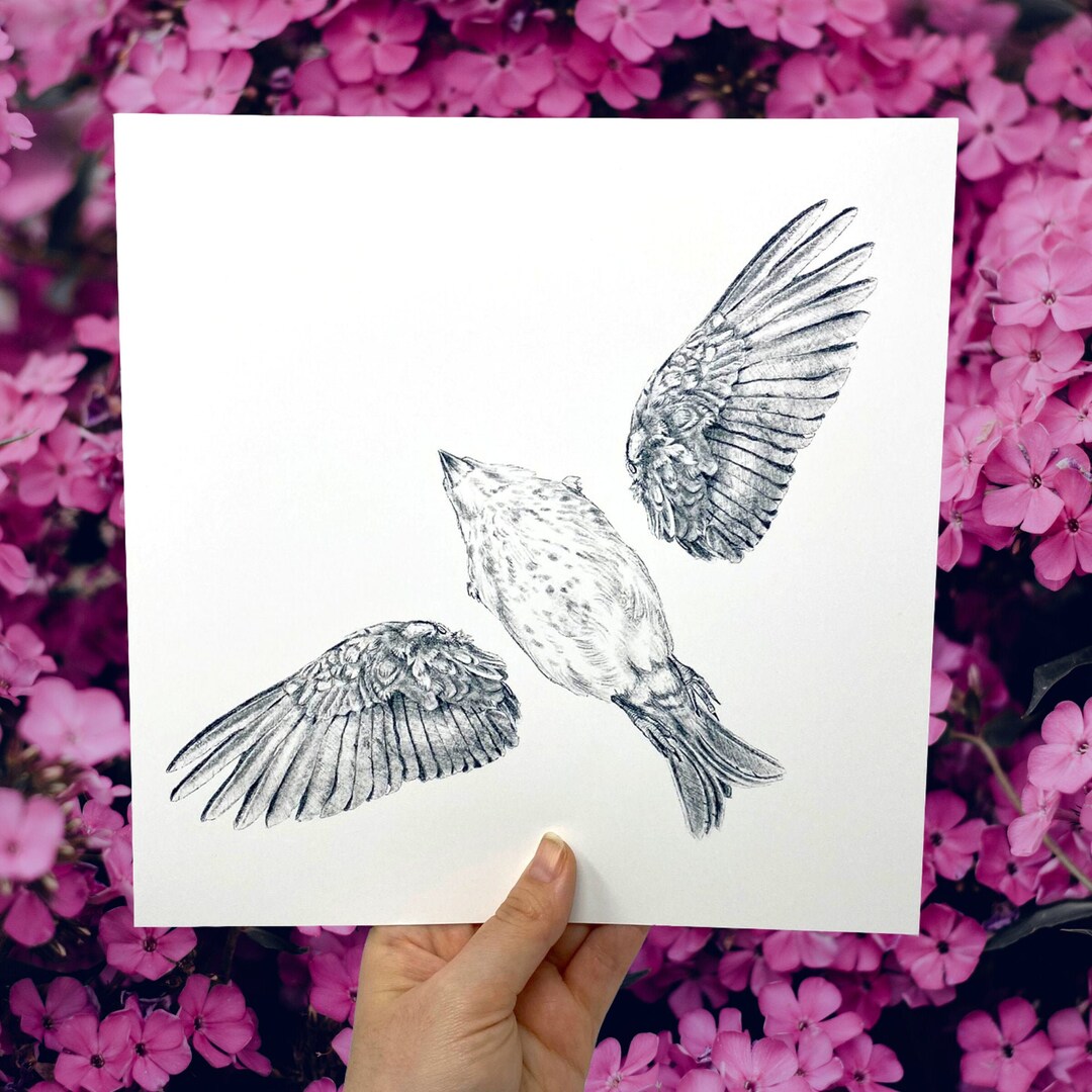 Dead Bird Print Wingless Bird Dead Bird Art Dead Animal - Etsy