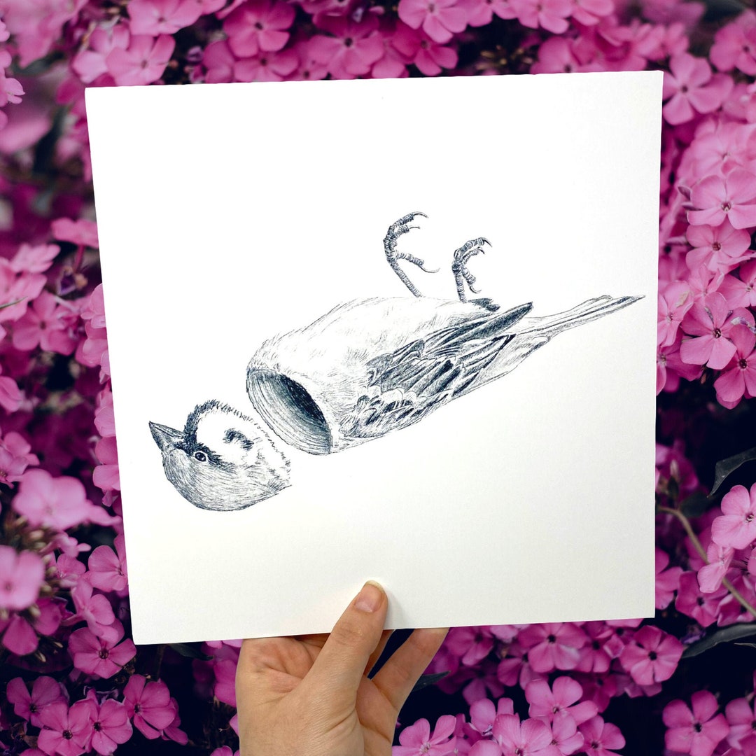Dead Bird Print, Headless Bird, Dead Animal Art, Dead Bird Art, Dark ...