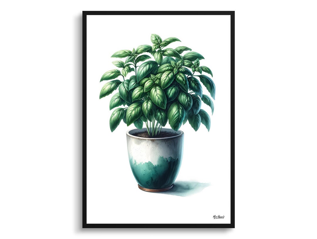 Basil (ocimum Basilicum) Botanical Print - Watercolor Framed Painting ...