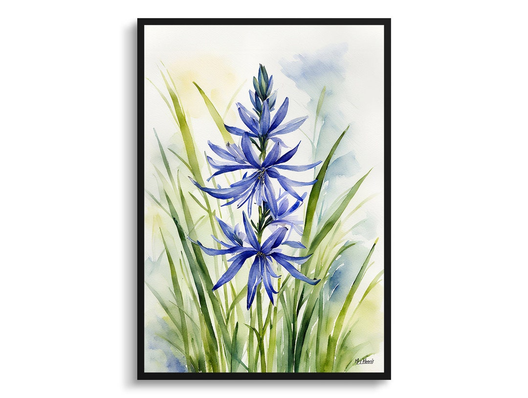 Camassia Leichtlinii Watercolour Botanical Art Print - Camas Framed ...
