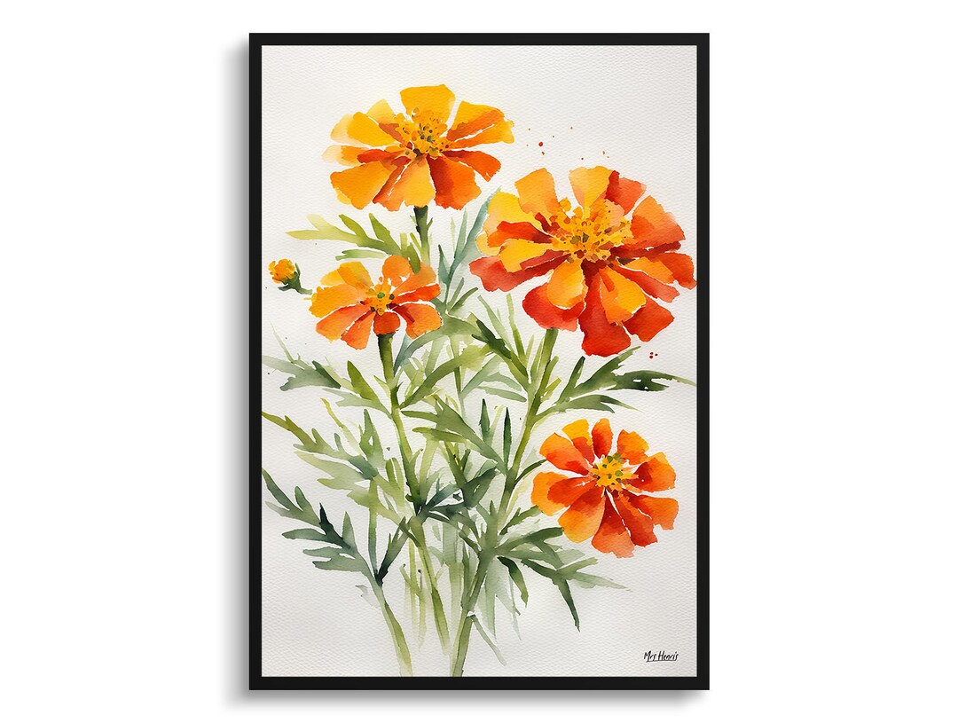 Tagetes Cinnabar Minimalist Watercolour Botanical Art Print - African ...