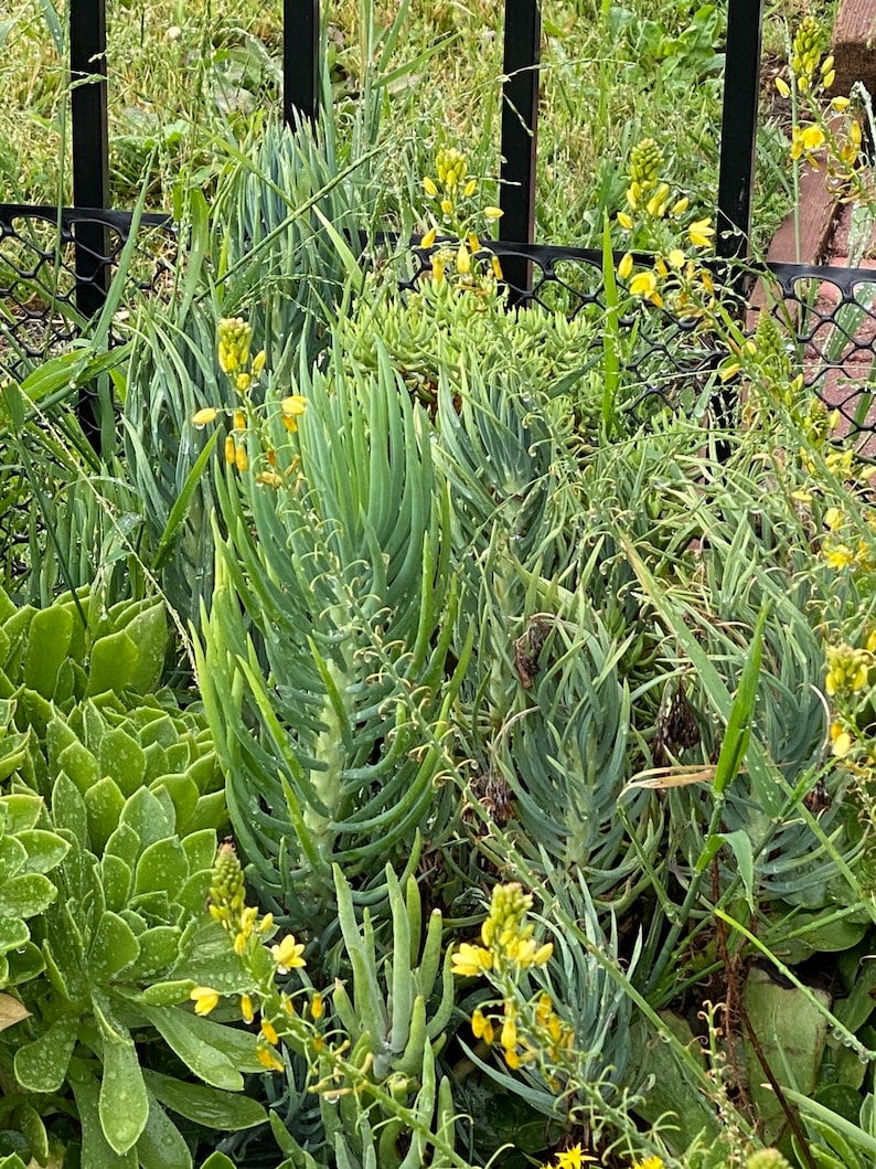 Blue Chalk Plant - Etsy