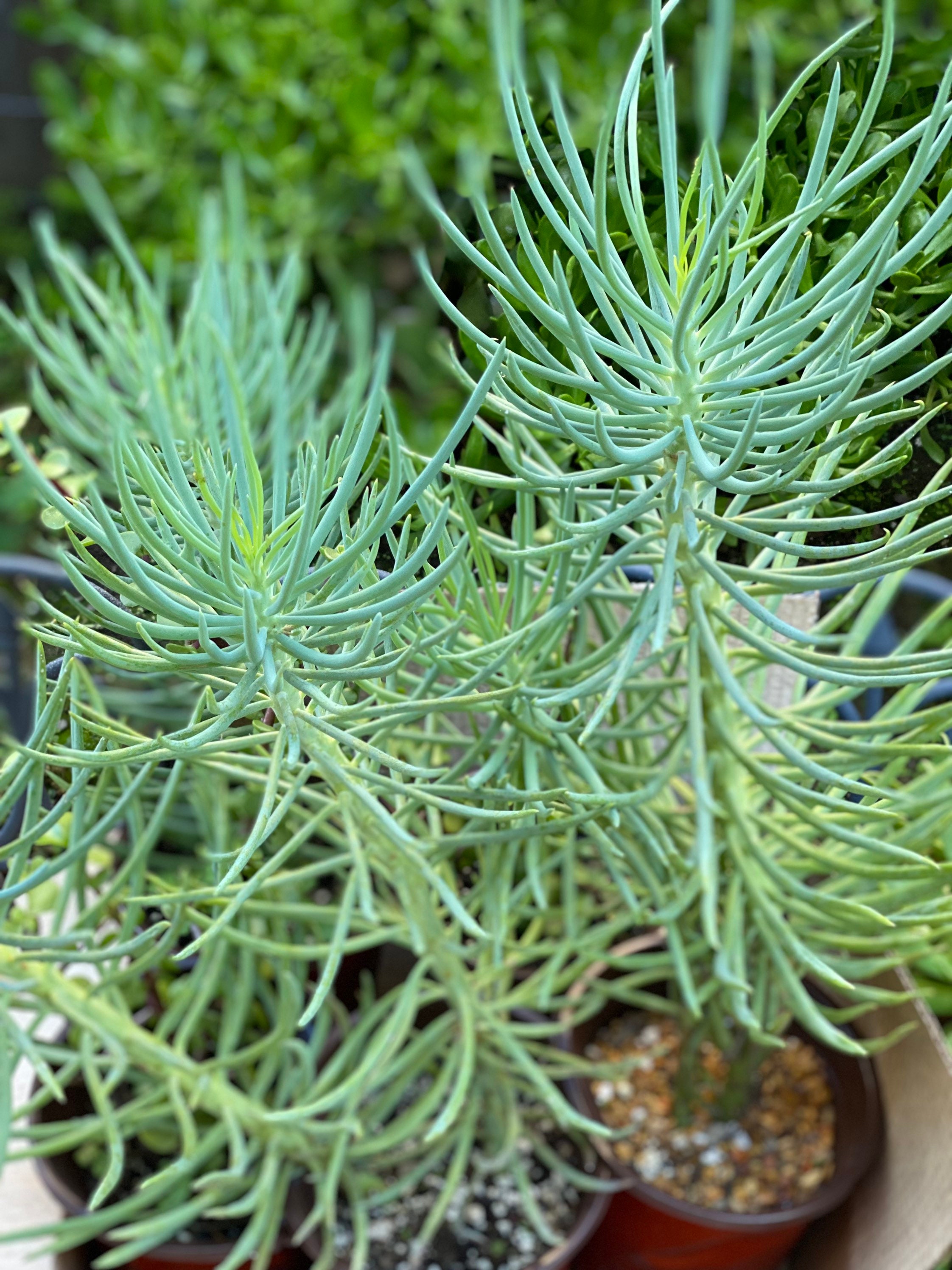 Blue Chalk Plant - Etsy