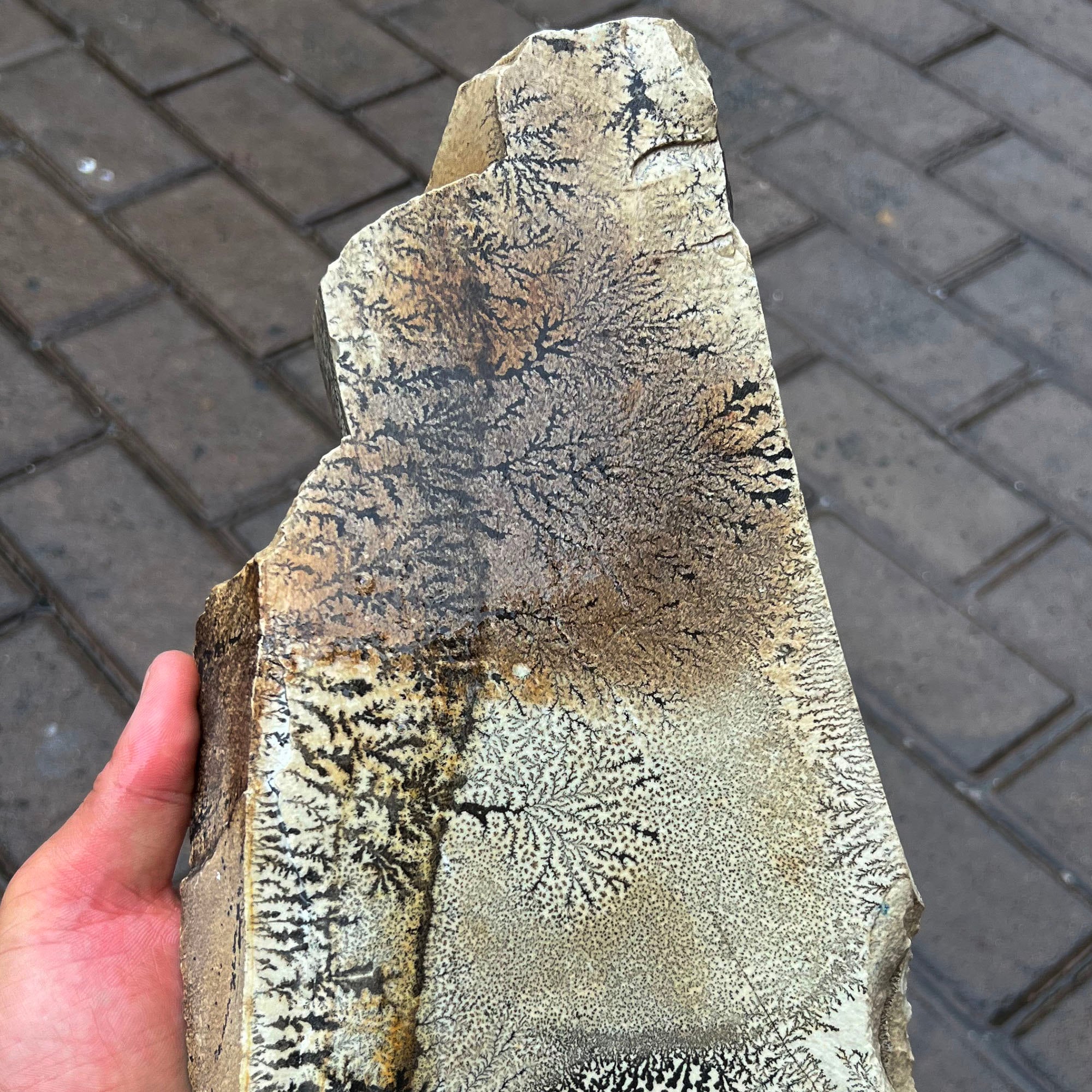 RARE Crystal Fossil Tree Specimens Unique Natural Mineral - Etsy