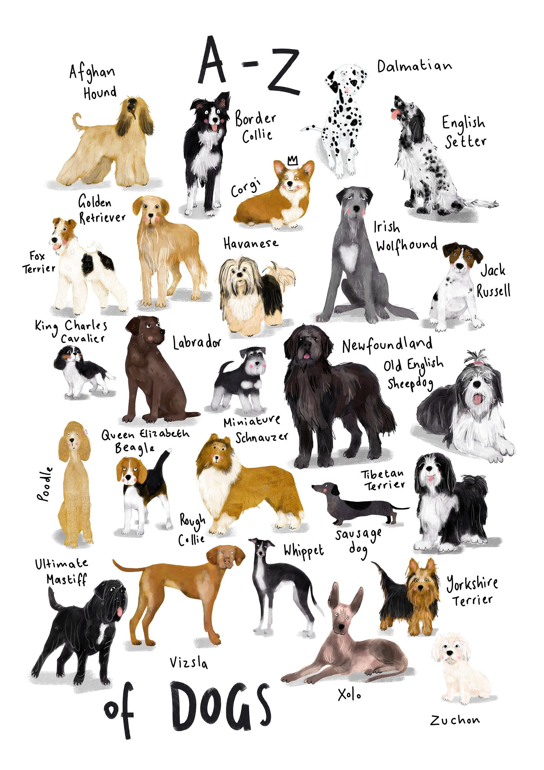 Dog Breed Chart With Names Dog Breed Chart With Names