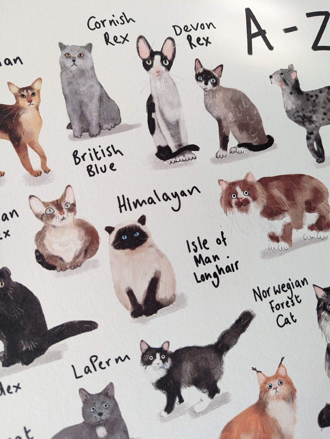 A-Z of Cats | Cat Breed Alphabet | Cat Breeds | Cat Lover | Kitten ...