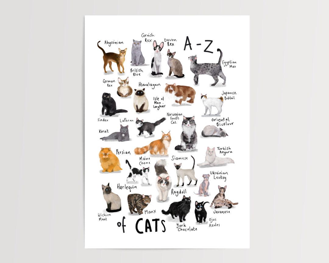 A-Z of Cats | Cat Breed Alphabet | Cat Breeds | Cat Lover | Kitten ...