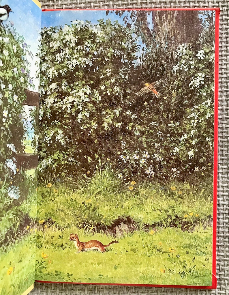Hedges. Vintage Ladybird Conservation Book. - Etsy