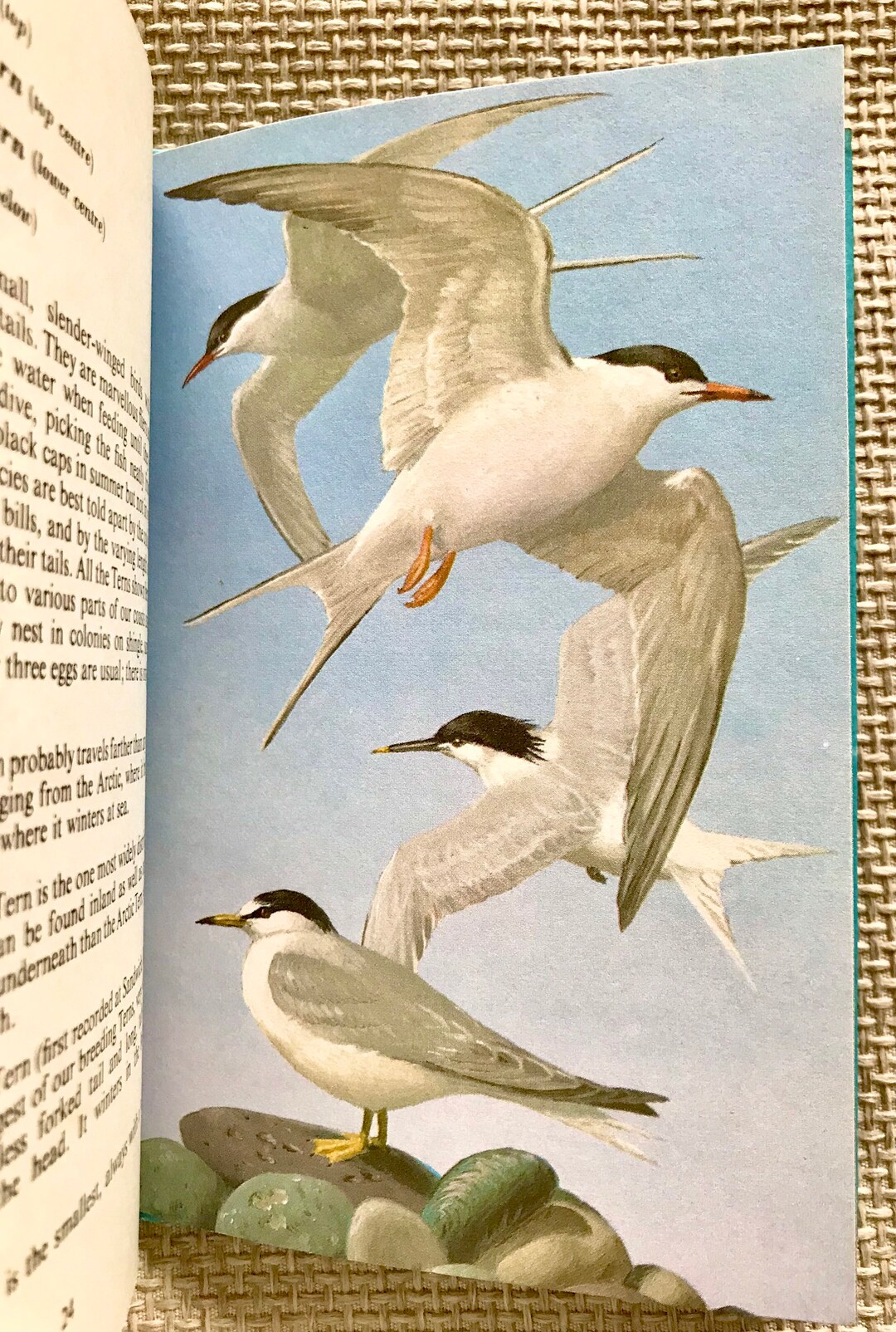 Sea and Estuary Birds. Vintage Ladybird Book - Etsy