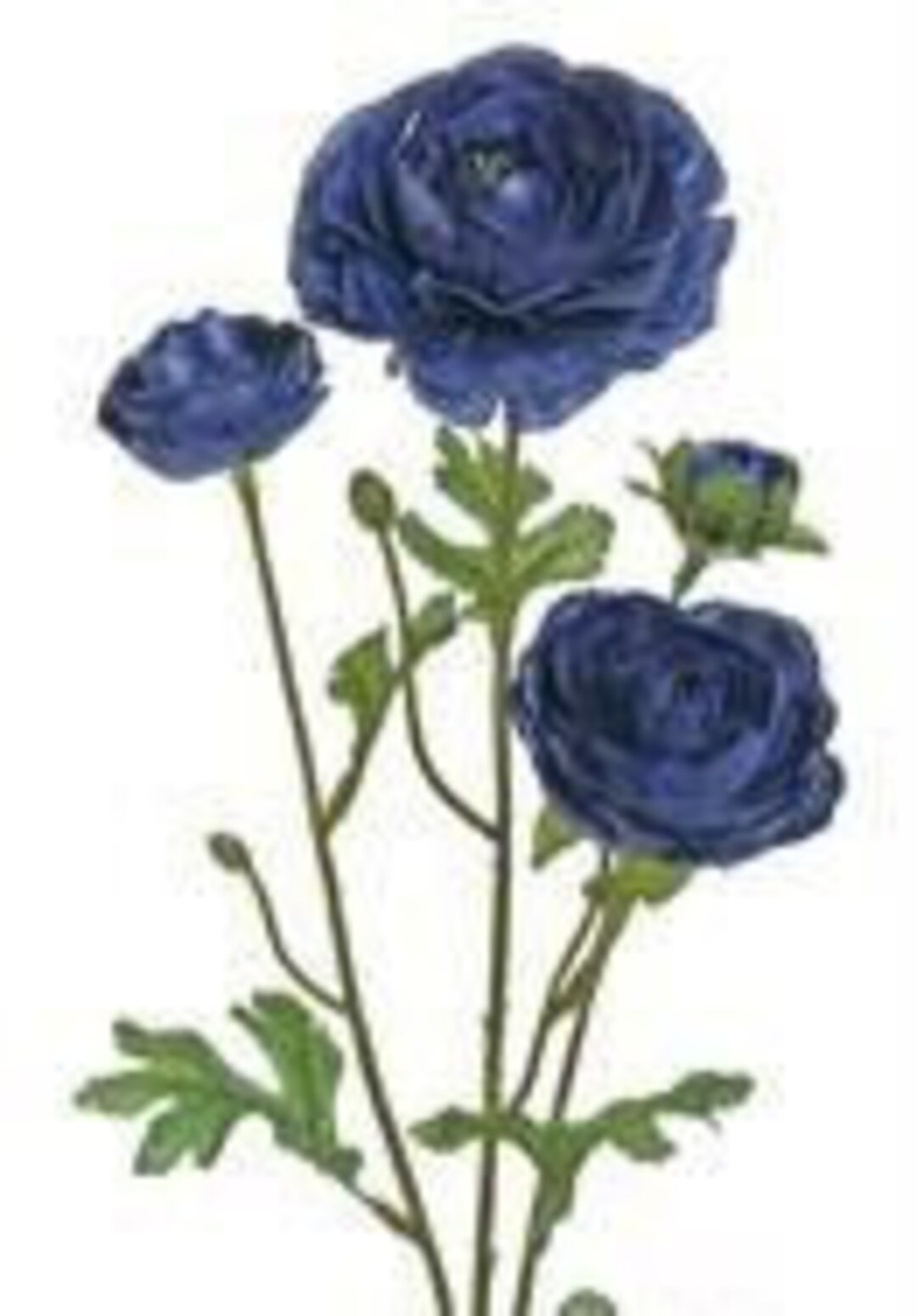26 Ranunculus Stem in Navy Blue Navy Blue Floral Spray - Etsy