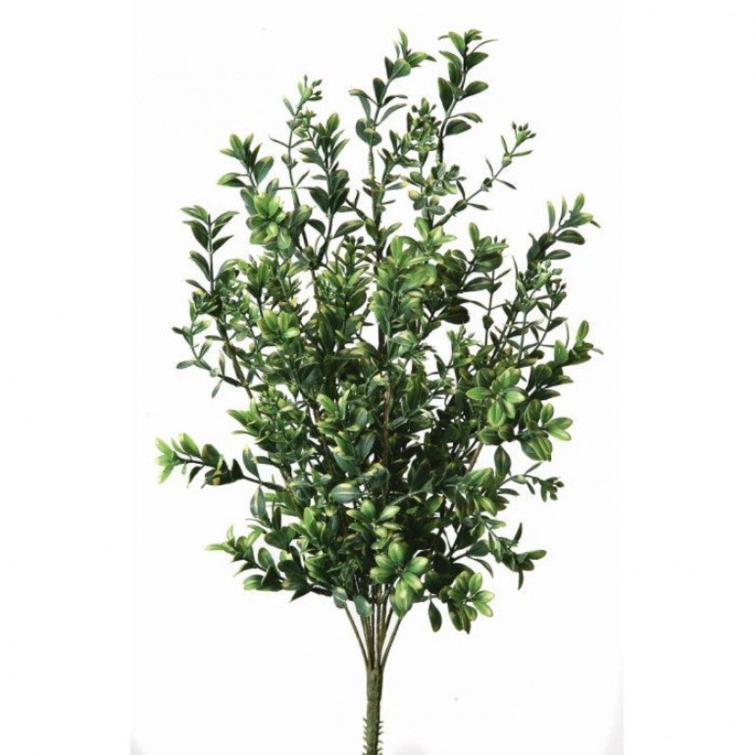 Boxwood Bush, Filler Greenery, Variegated Boxwood Bush, 21” Boxwood ...