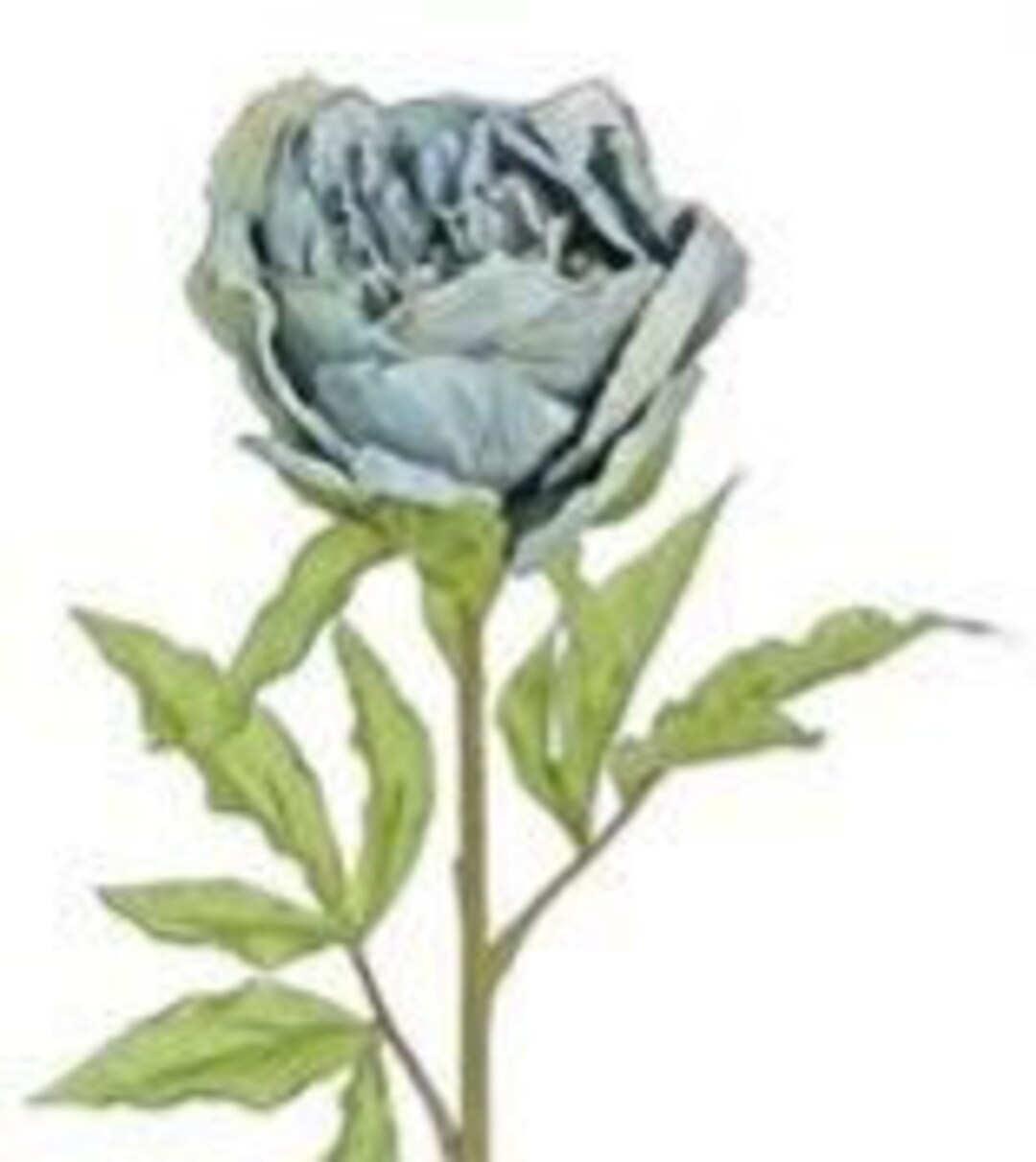 26.5 Vintage Peony in Antique Blue Light Blue Peony Stem - Etsy