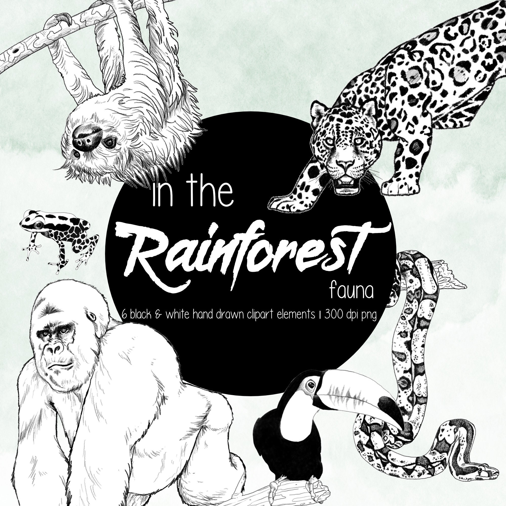 Rain Forest Clipart Black And White
