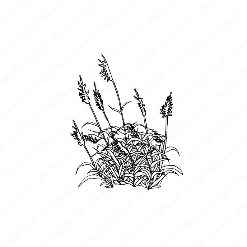 On the Prairie Flora - Six Hand Drawn Clipart Elements of American ...