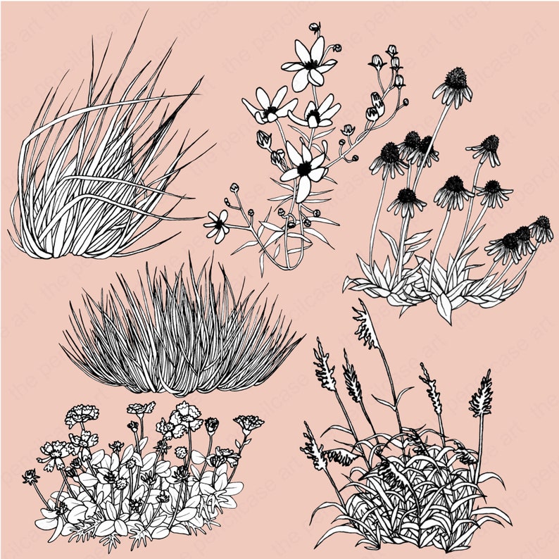On the Prairie Flora - Six Hand Drawn Clipart Elements of American ...