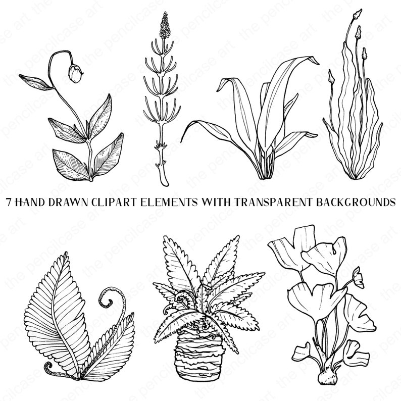 In the Prehistoric Flora Clipart - Seven Hand Drawn PNG Images of ...
