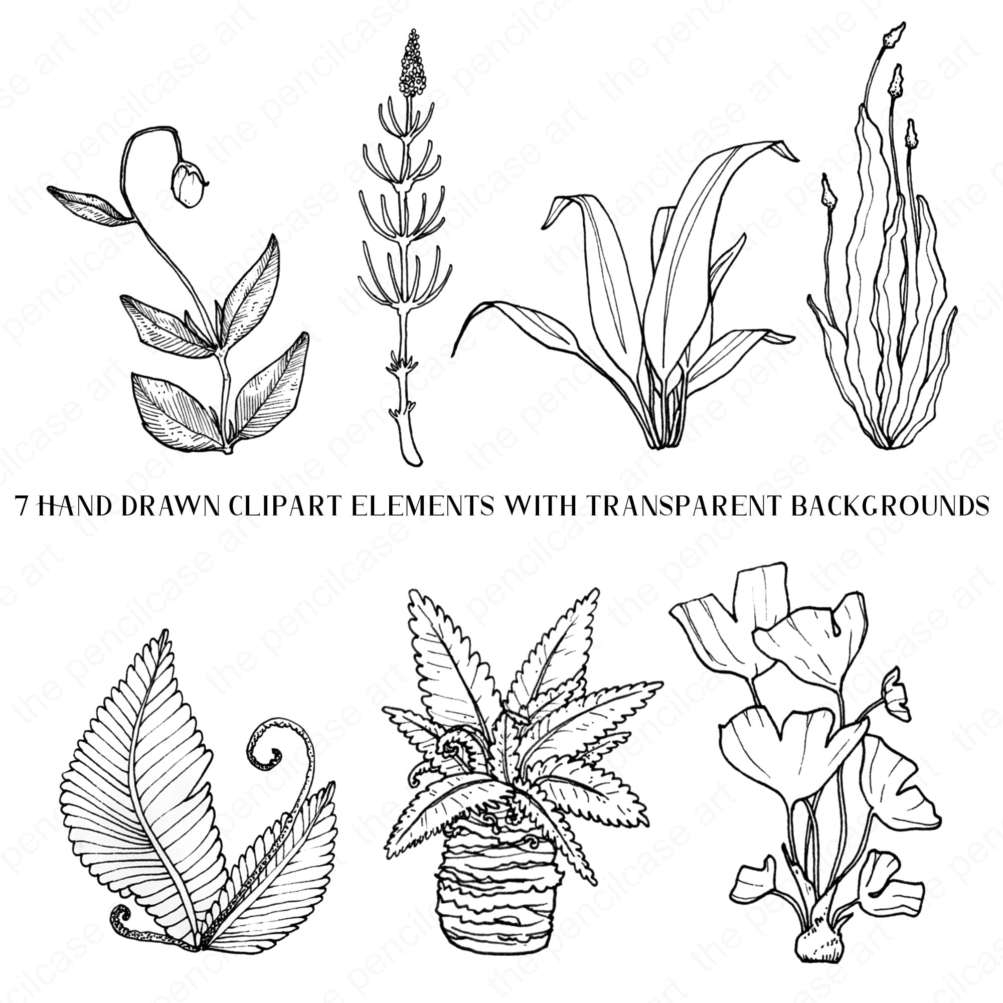 In the Prehistoric Flora Clipart - Seven Hand Drawn PNG Images of ...