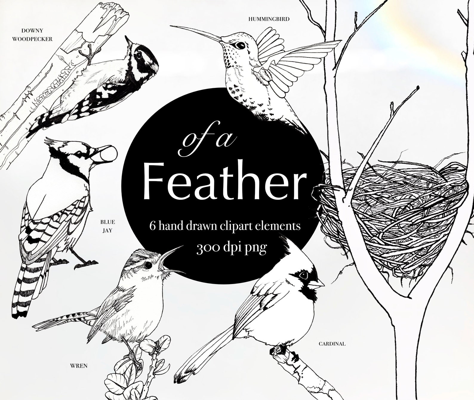 Of a Feather Clipart, Bird Clipart, Cardinal Clipart, Hummingbird ...