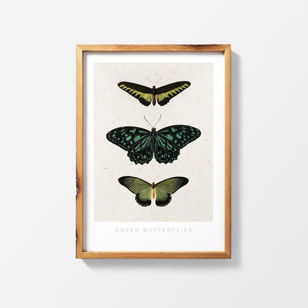 Green Butterflies || Vintage Scientific Illustrations || Printable Wall ...