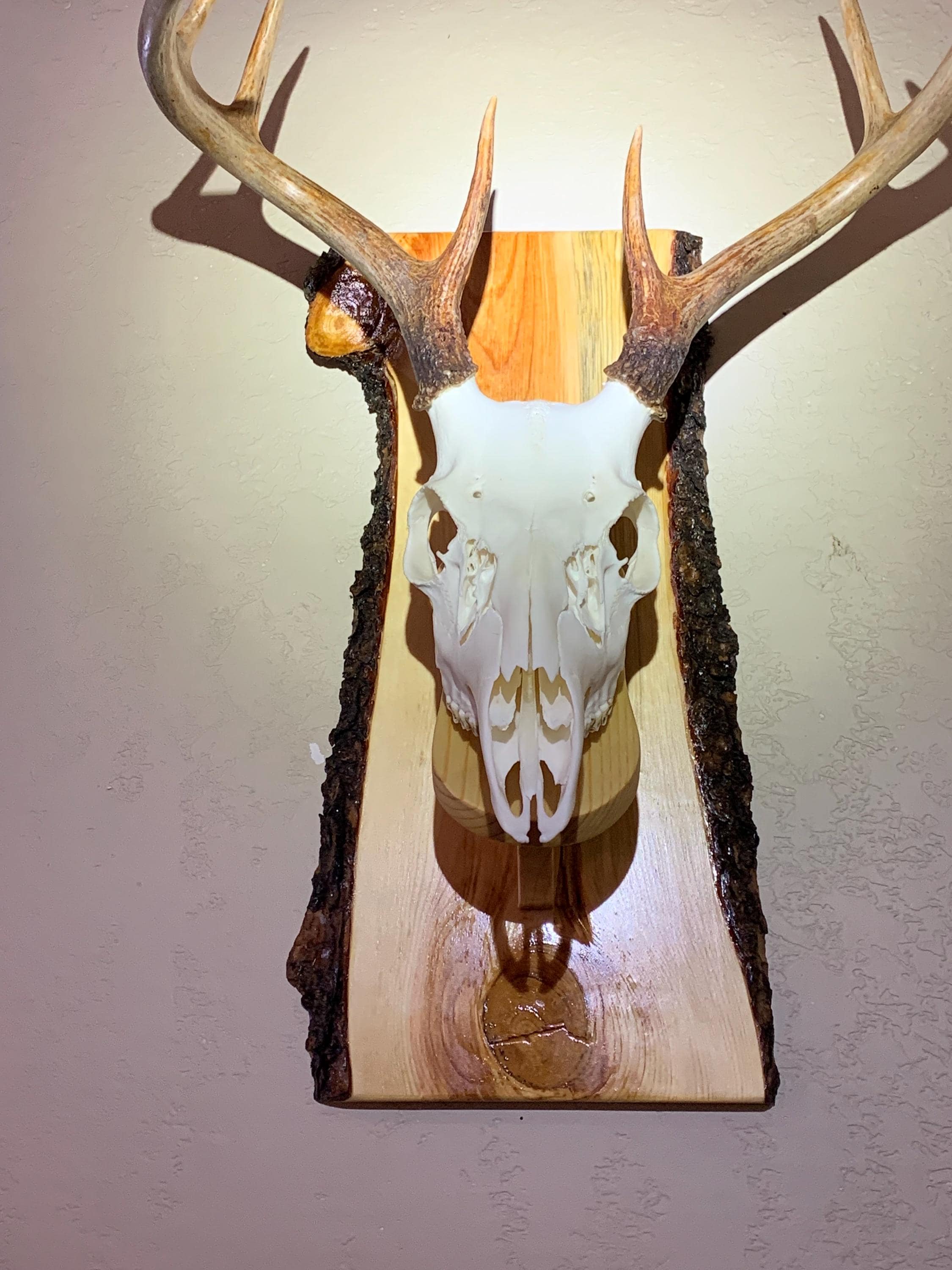 European Mount With Live Edge Western Montana Wood. - Etsy