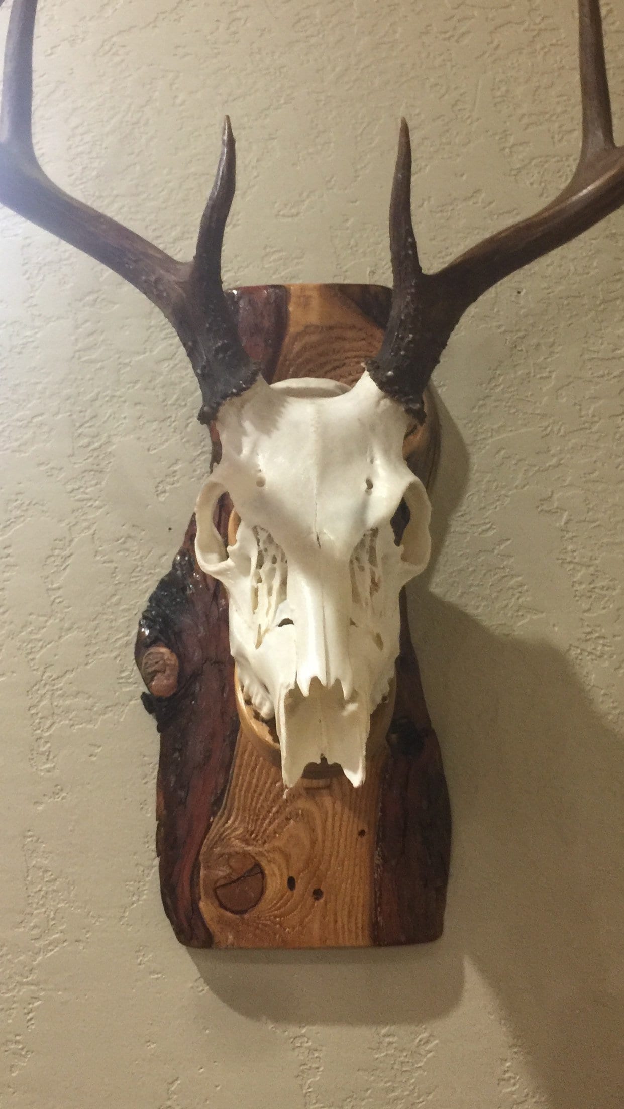 European Mount With Live Edge Western Larch Montana Wood - Etsy