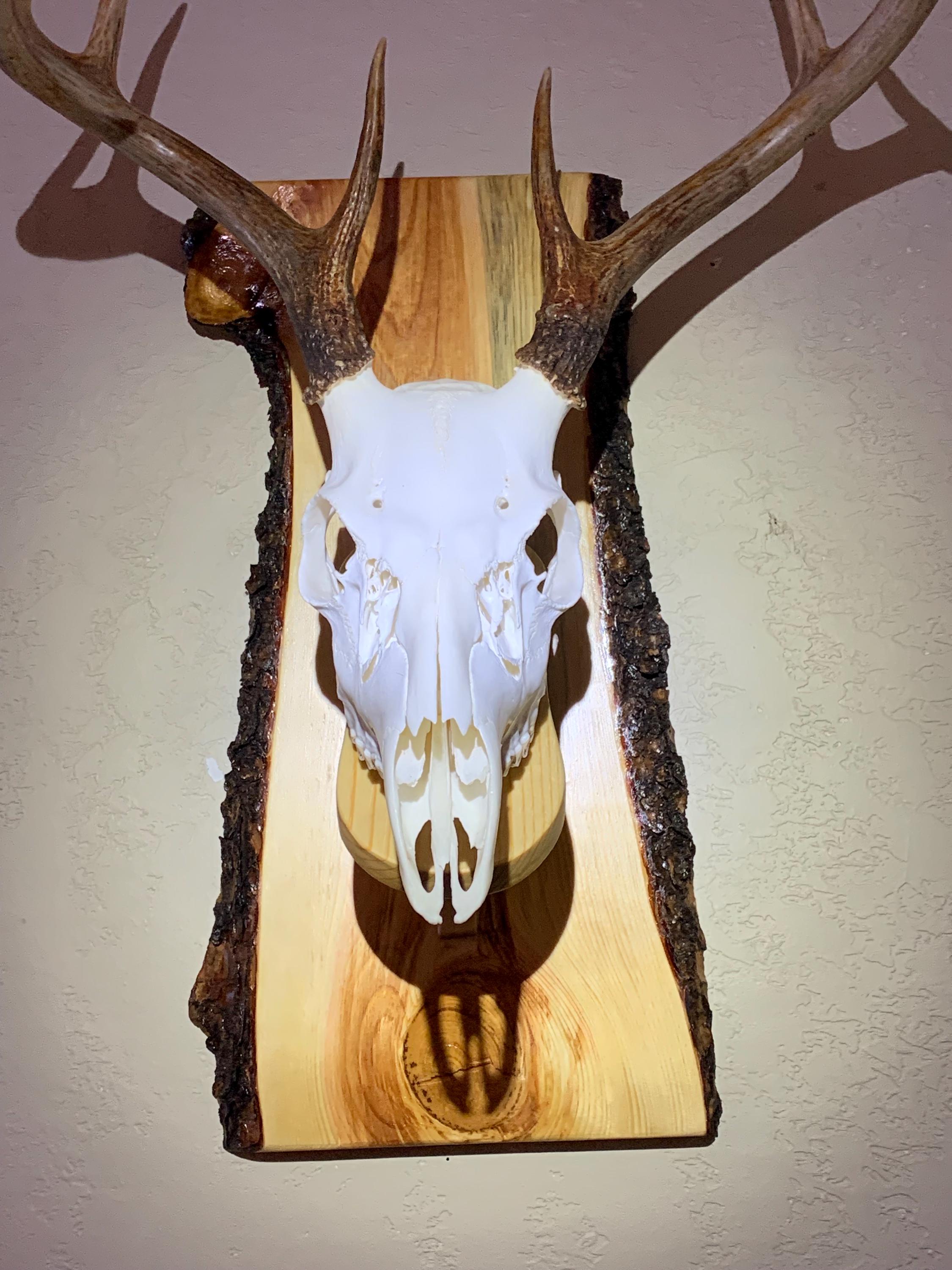 European Mount With Live Edge Western Montana Wood. - Etsy