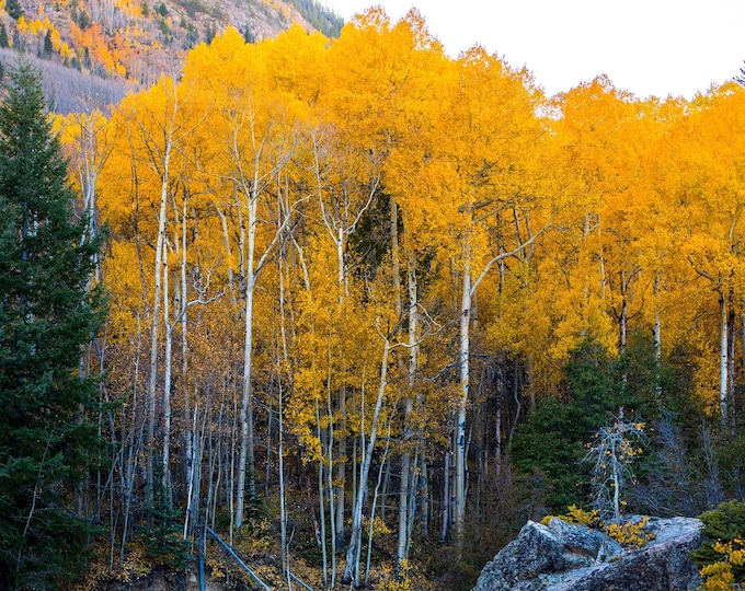 Quaking Aspen Tree Seeds | Aspen Tree Seeds | Aspen Trees | Aspen Seeds ...