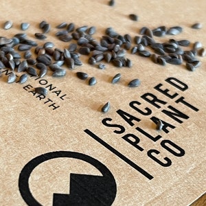 Blue Spruce Seeds | Colorado Blue Spruce Tree Seeds | Picea Pungens ...