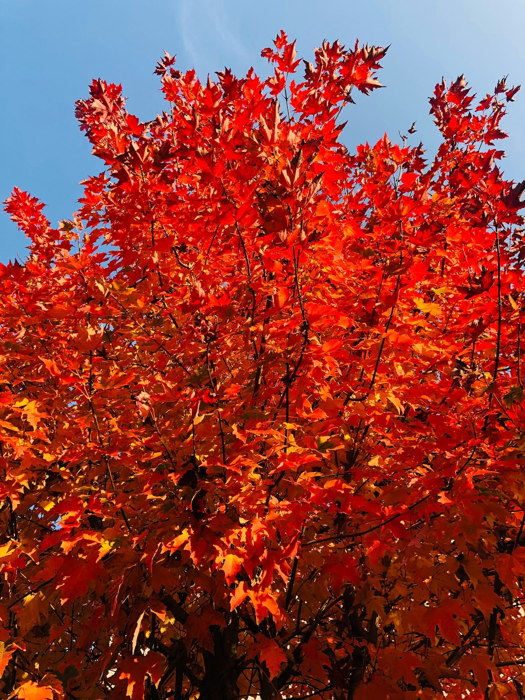 Rocky Mountain Maple Seeds Bulk Mountain Maple Seeds - Etsy