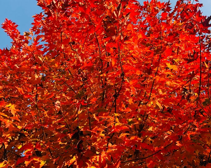 Rocky Mountain Maple Seeds Bulk Mountain Maple Seeds Douglas Maple ...