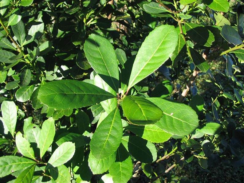 Yerba Mate | Yerba Mate Tea | Dried Yerba Mate Leaves | Ilex ...