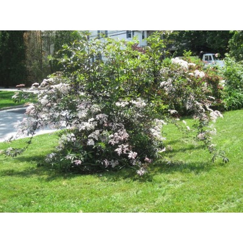 American Elderberry Tree Seeds Sambucus Canadensis - Etsy