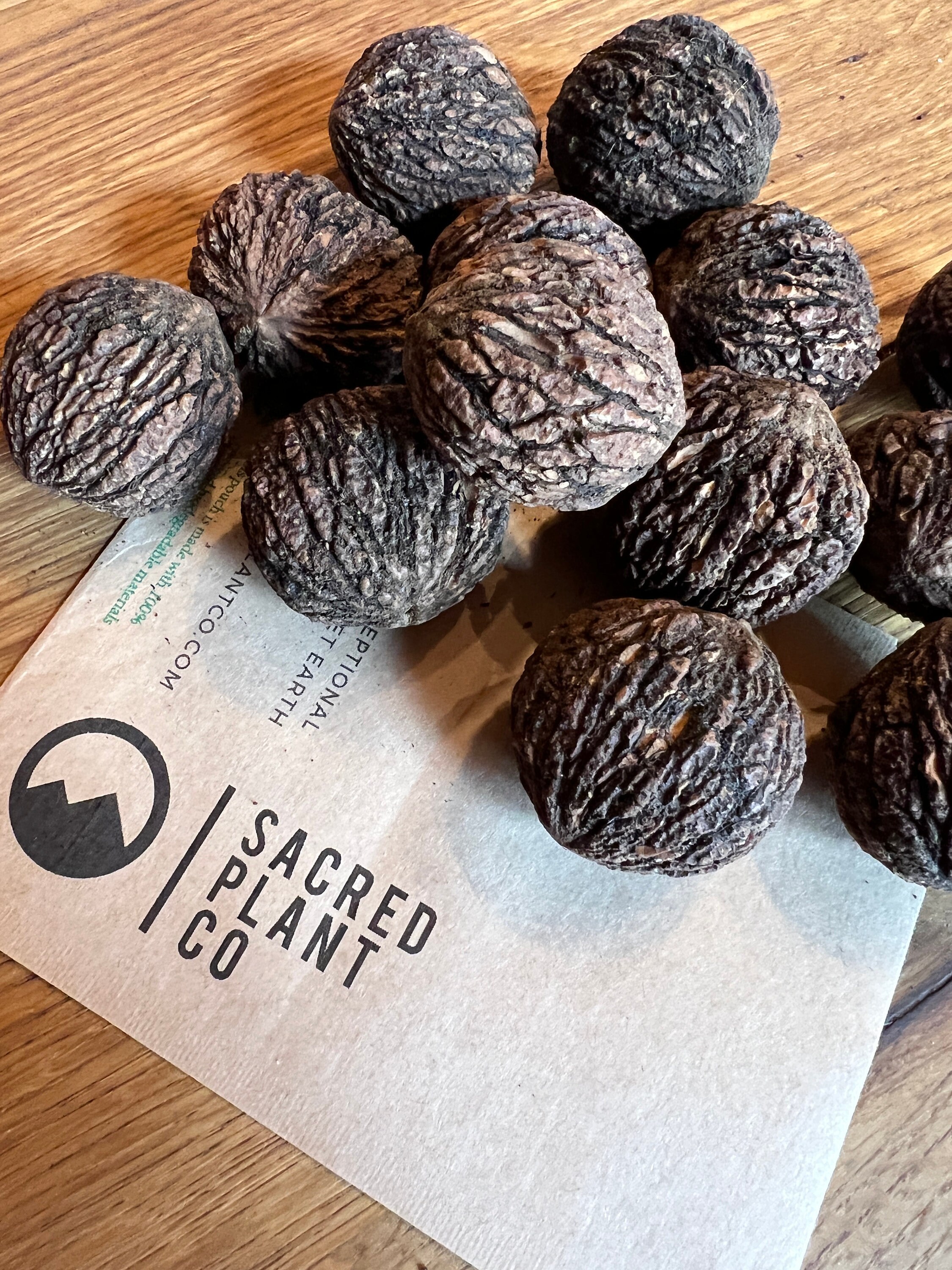 Seeds & Seed Bombs Organic Black Walnuts Juglans nigra No Floaters For ...
