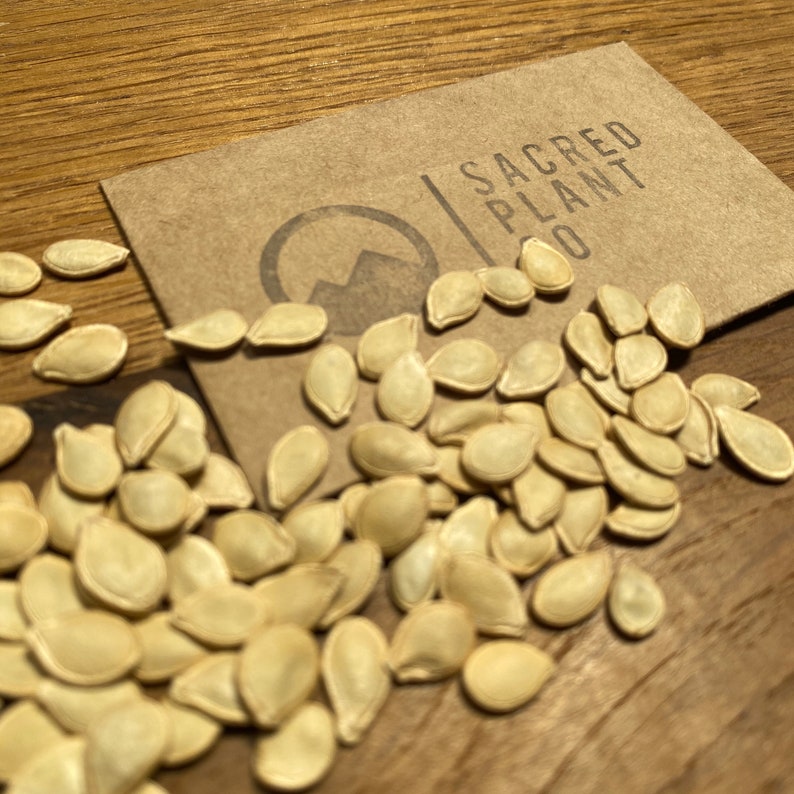 Mini Kabocha Seeds Kurinishiki Seeds Mini Kabocha Squash | Etsy