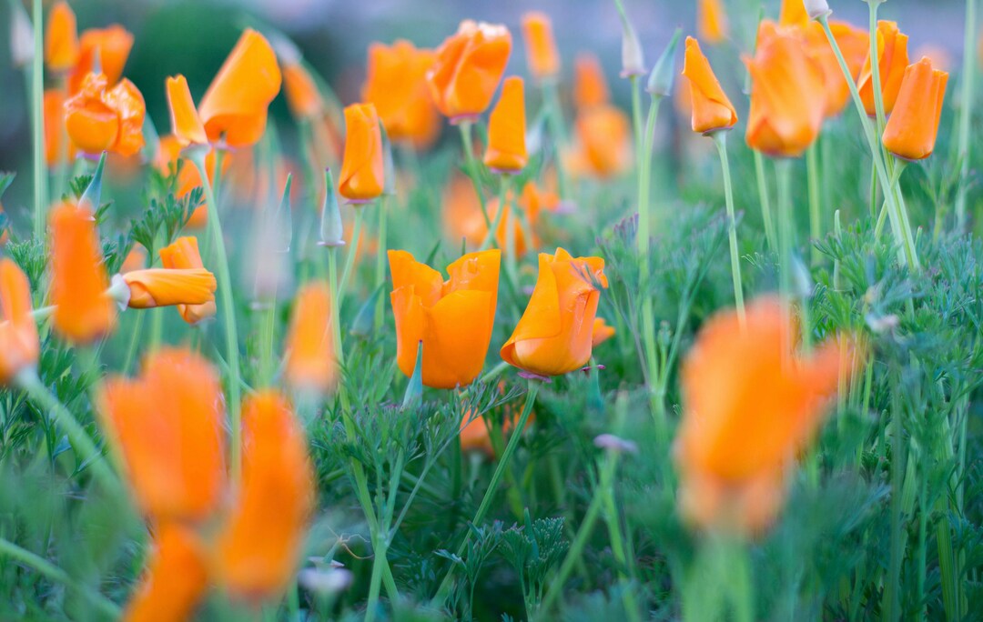 Bulk California Poppy Herb California Sunlight Herb Golden Poppy Herb ...