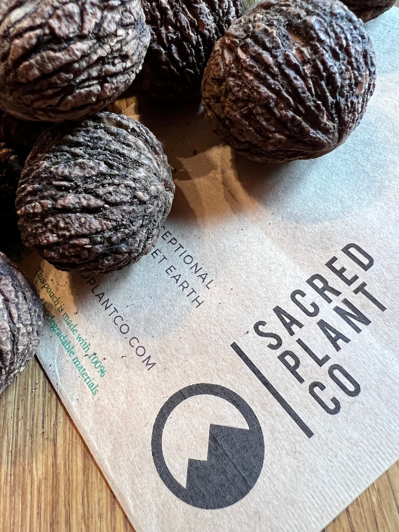 Black Walnut Tree Seeds | Walnut Tree Seeds | Northern Black Walnut ...
