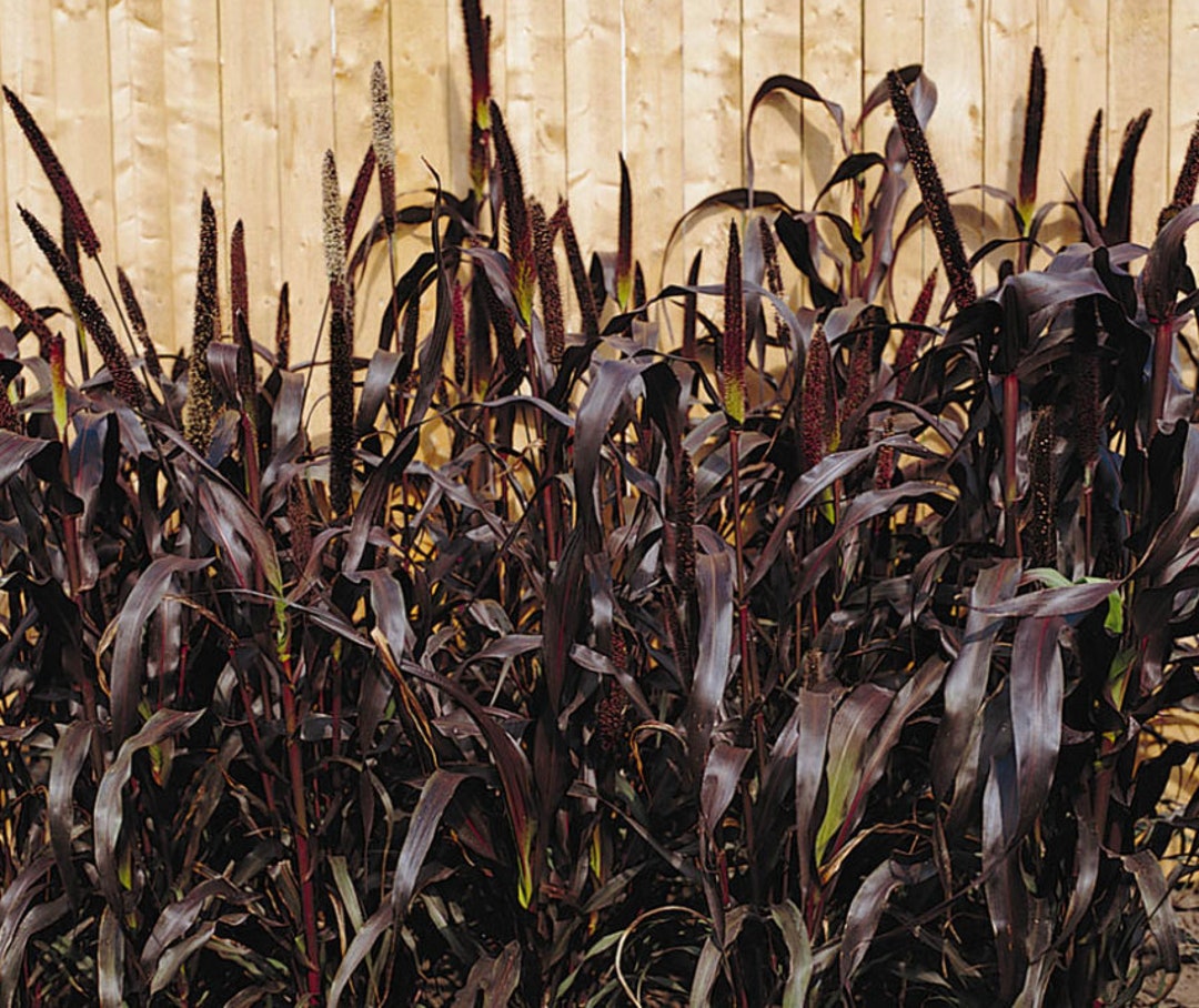 Purple Millet Seeds | Millet Seeds | Pennisetum Glaucum Seeds | Pearl ...