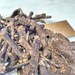 Osha Root Whole Osha Root Bear Root Chuchupate Root Colorado Cough Root ...
