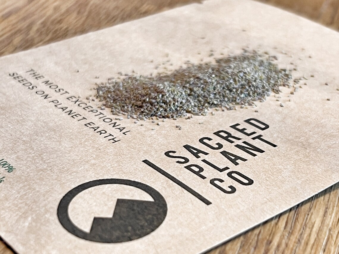 Quaking Aspen Tree Seeds Aspen Tree Seeds Aspen Trees | Etsy Canada