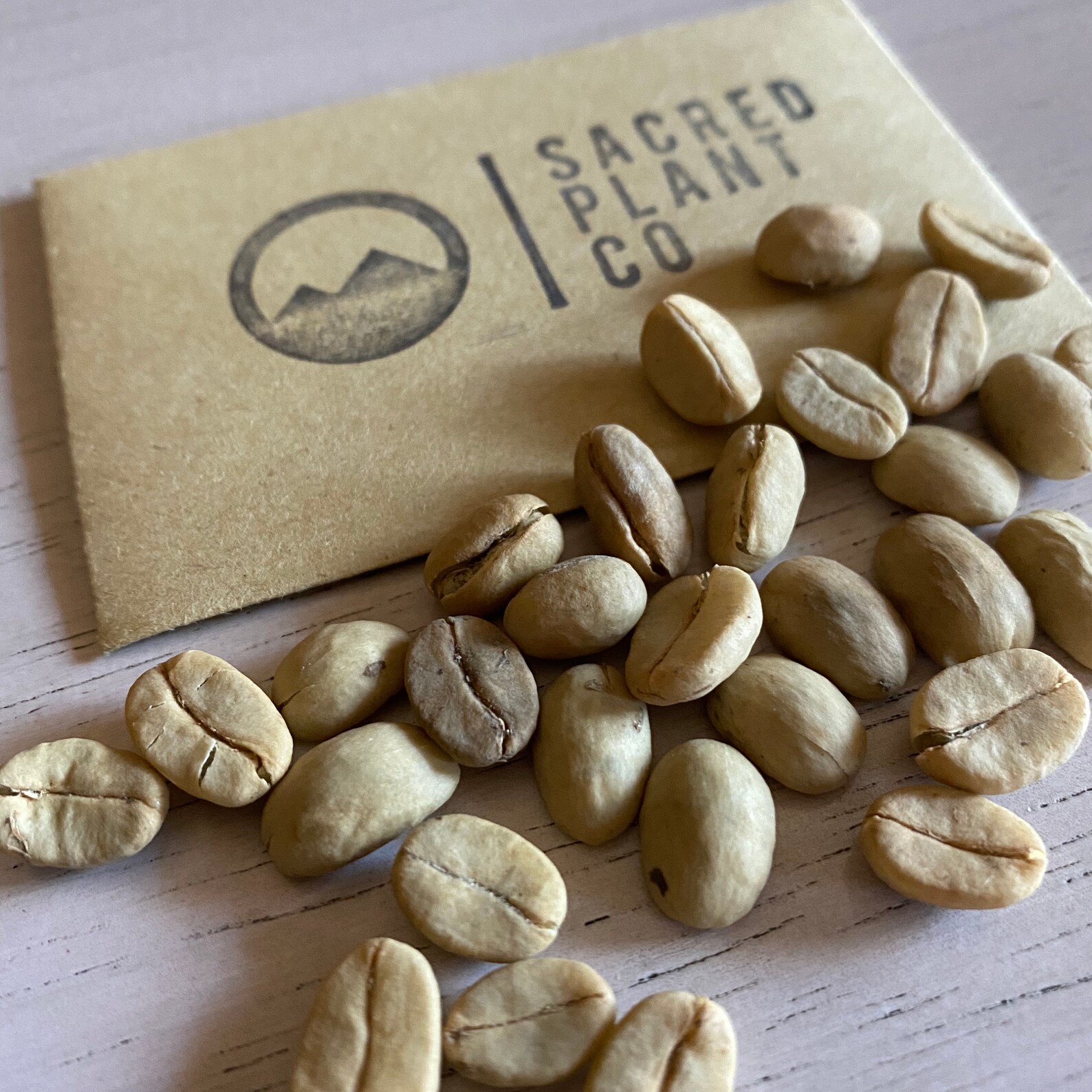 Coffee Seeds Coffea Arabica Seeds Coffee Plant Seeds - Etsy