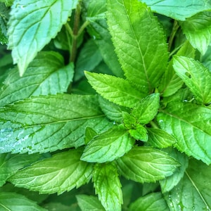 Bulk Peppermint Herb | 1LB Organic Peppermint Leaves | Peppermint Leaf ...