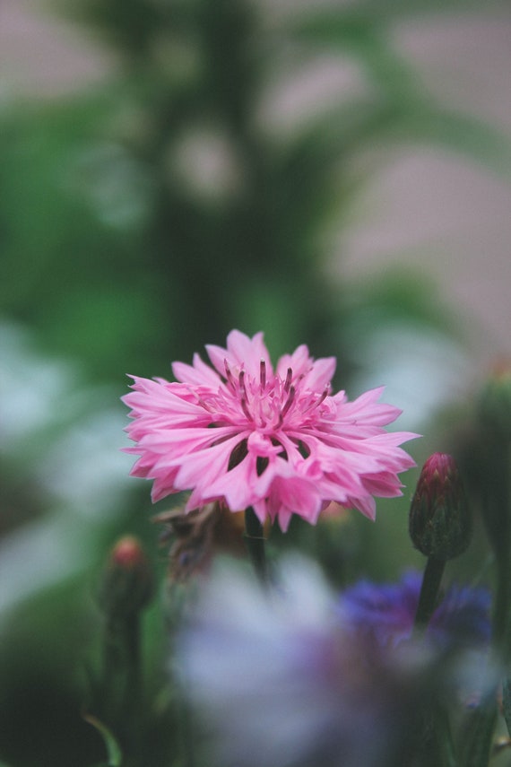 Tall Pink Cornflower Seeds Pink Bachelor Button Seeds - Etsy